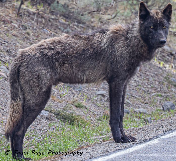 Yellowstone: Full-Day Private Guided Tour by Car with Lunch - What’s the Value?