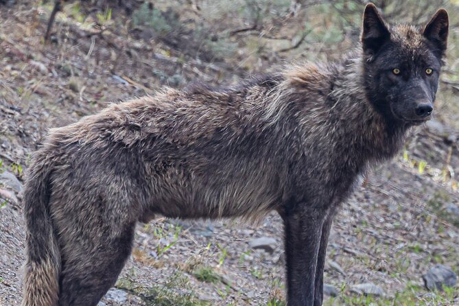Yellowstone Full-Day Upper Loop Wildlife Adventure w/Lunch - Discovering Yellowstone’s Wildlife in Comfort and Style