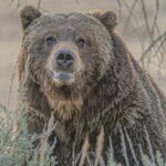 Yellowstone Full-Day Upper Loop Wildlife Adventure w/Lunch - Detailed Breakdown of the Itinerary