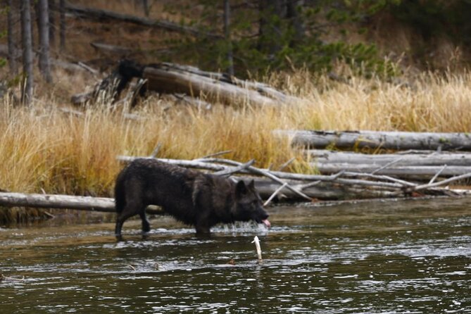 Yellowstone Full-Day Upper Loop Wildlife Adventure w/Lunch - Practical Information
