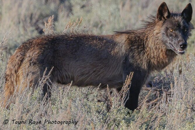 Yellowstone Full-Day Upper Loop Wildlife Adventure w/Lunch - Final Thoughts