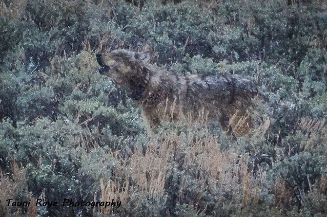 Yellowstone Full-Day Upper Loop with Wildlife Adventure w/Lunch - Deep Dive into the Experience