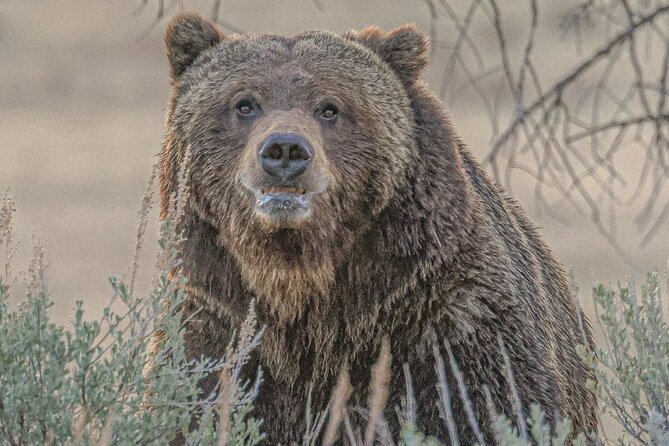Yellowstone Full-Day Upper Loop with Wildlife Adventure w/Lunch - Who Will Love This Tour?