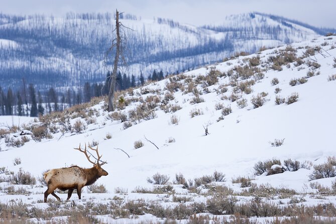 Yellowstone Full Day Winter Tour (With Optional Hike or Snowshoe) - The Itinerary in Detail: What to Expect