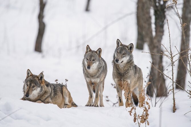 Yellowstone Full Day Winter Tour (With Optional Hike or Snowshoe) - Food, Equipment, and Comfort