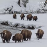 Yellowstone, Grand Teton,& Grand Circle Adventure: 7 Parks 9 Days - What This Tour Means for You