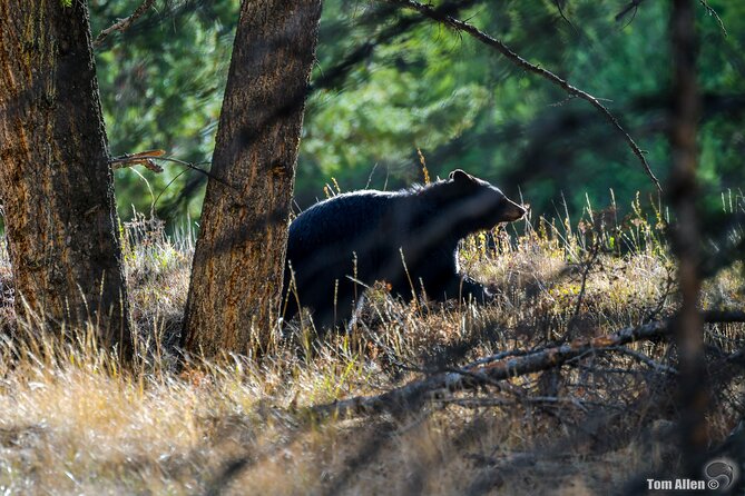Yellowstone & Grand Teton National Parks: Small Group 3-Day Tour - FAQs