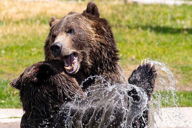 Yellowstone & Grand Teton National Parks: Small Group 4-Day Tour - Frequently Asked Questions
