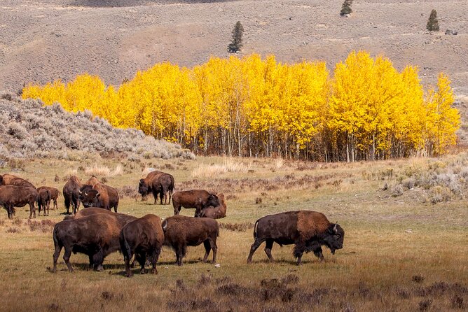 Yellowstone & Grand Teton National Parks: Small Group 4-Day Tour - Final Thoughts