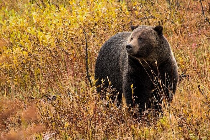 Yellowstone & Grand Teton National Parks: Small Group 6-Day Tour - The Itinerary: What to Expect Each Day