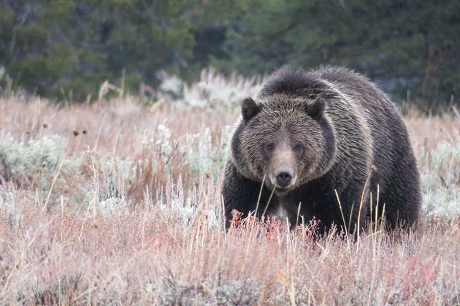 Yellowstone & Grand Teton National Parks - Ultimate Wildlife Safari - The Practical Side: What Makes This Tour Stand Out