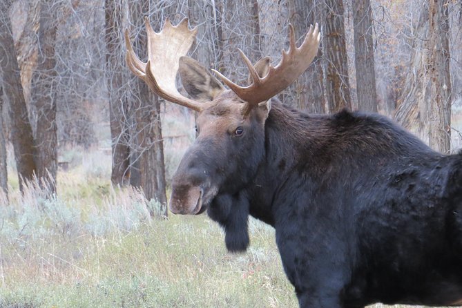 Yellowstone & Grand Teton National Parks - Ultimate Wildlife Safari - Genuine Experiences from Travelers