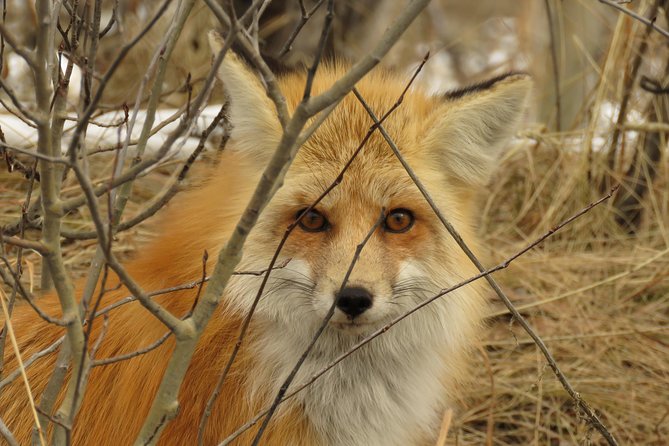 Yellowstone & Grand Teton National Parks - Ultimate Wildlife Safari - Who Would Love This Tour?