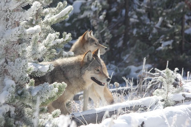 Yellowstone & Grand Teton National Parks - Ultimate Wildlife Safari - Final Thoughts