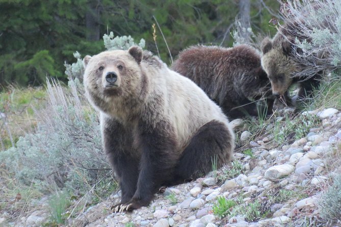 Yellowstone & Grand Teton National Parks - Ultimate Wildlife Safari - FAQ