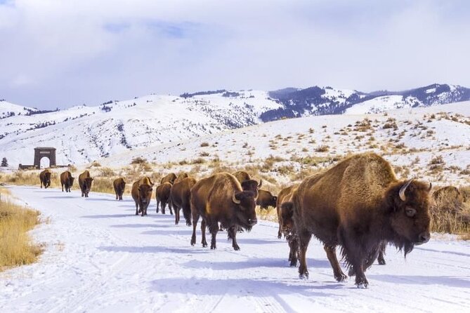 Yellowstone & Grand Teton National Parks Winter Tour 5-Day - Key Points