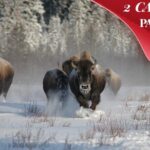 Yellowstone & Grand Teton National Parks Winter Tour 5-Day - An In-Depth Look at the Yellowstone & Grand Teton Winter Tour