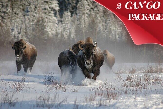 Yellowstone & Grand Teton National Parks Winter Tour 5-Day - An In-Depth Look at the Yellowstone & Grand Teton Winter Tour