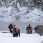 Yellowstone & Grand Teton National Parks Winter Tour: Small Group 4-Day Tour - The Value of This Tour