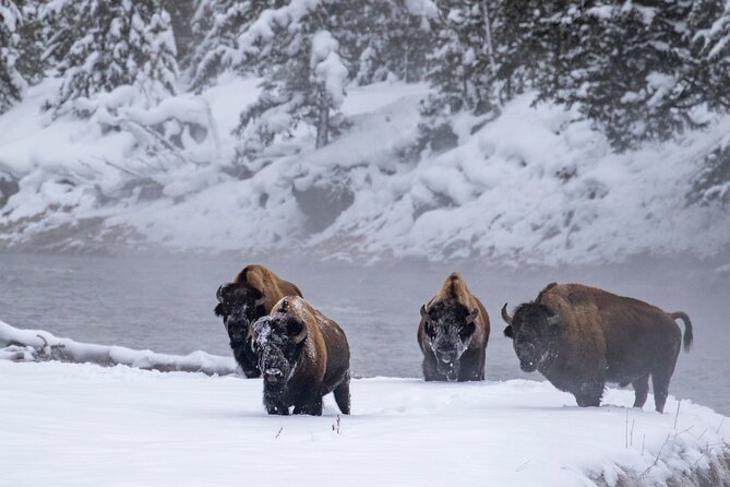 Yellowstone & Grand Teton National Parks Winter Tour: Small Group 4-Day Tour - The Value of This Tour