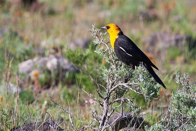 Yellowstone & Grand Teton Nat'l Parks Day Tour - Private Tour - FAQs