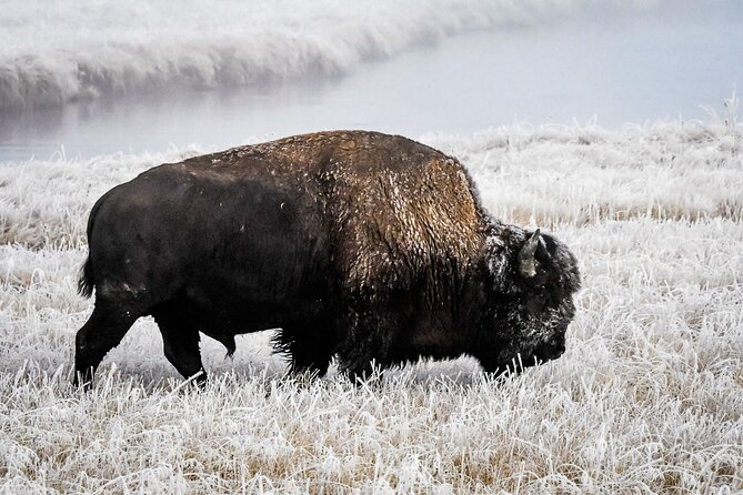 Yellowstone, Grand Teton & Utah Mighty 5 Winter Tour: Small Group 9-Day Tour - Day 3: Yellowstone’s Geysers and Hot Springs