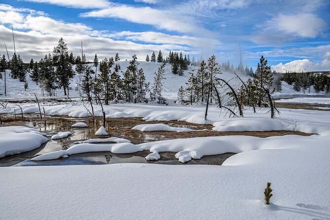 Yellowstone, Grand Teton & Utah Mighty 5 Winter Tour: Small Group 9-Day Tour - Day 4: Deep Dive into Yellowstone