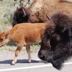 Yellowstone Grand Tour: See All Yellowstone In One Day - Who Should Consider This Tour?
