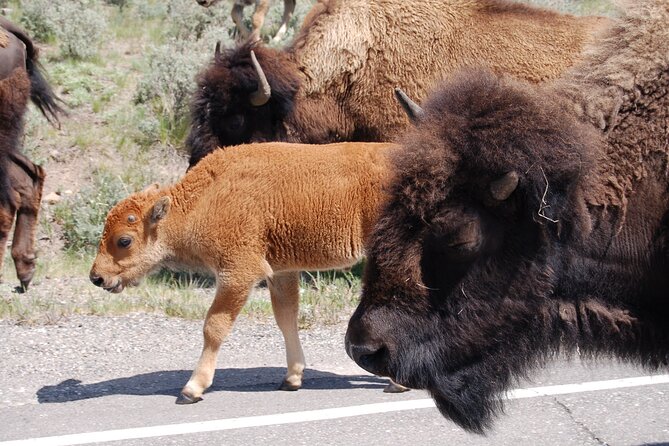 Yellowstone Grand Tour: See All Yellowstone In One Day - Who Should Consider This Tour?