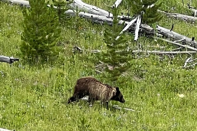 Yellowstone in a Day - Grand Loop Yellowstone Tour - FAQs