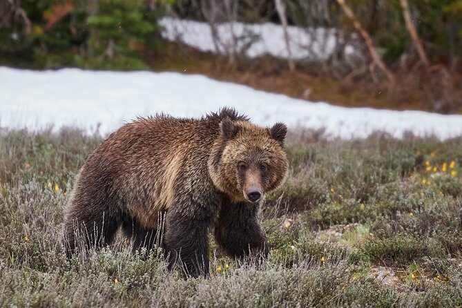 Yellowstone Lower Loop Full-Day Tour - Transportation, Duration, and Comfort