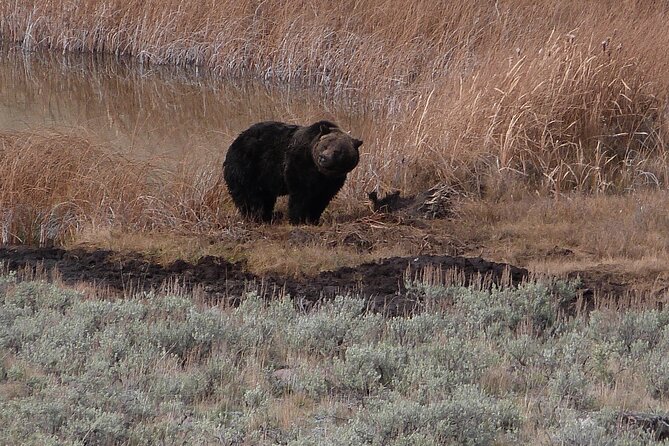 Yellowstone Lower Loop Full-Day Tour - Final Thoughts