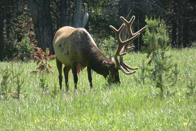 Yellowstone Lower (Southern) Loop Tour - Who Is This Tour Best For?