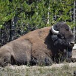 Yellowstone National Park 2 Day Tour Upper and Lower Loop - Practical Tips for Potential Travelers