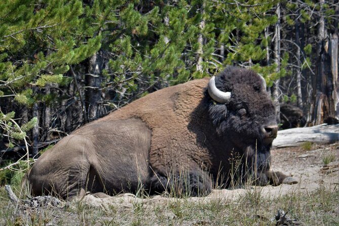 Yellowstone National Park 2 Day Tour Upper and Lower Loop - Practical Tips for Potential Travelers