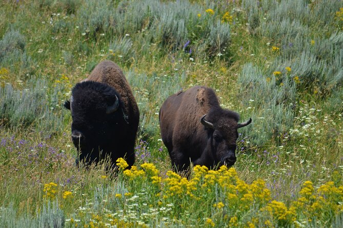 Yellowstone National Park 2 Day Tour Upper and Lower Loop - Who Is This Tour Best For?