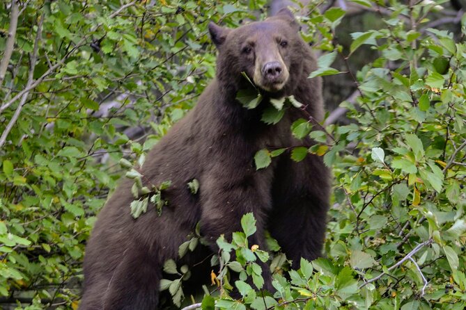 Yellowstone National Park 2 Day Tour Upper and Lower Loop - Final Thoughts