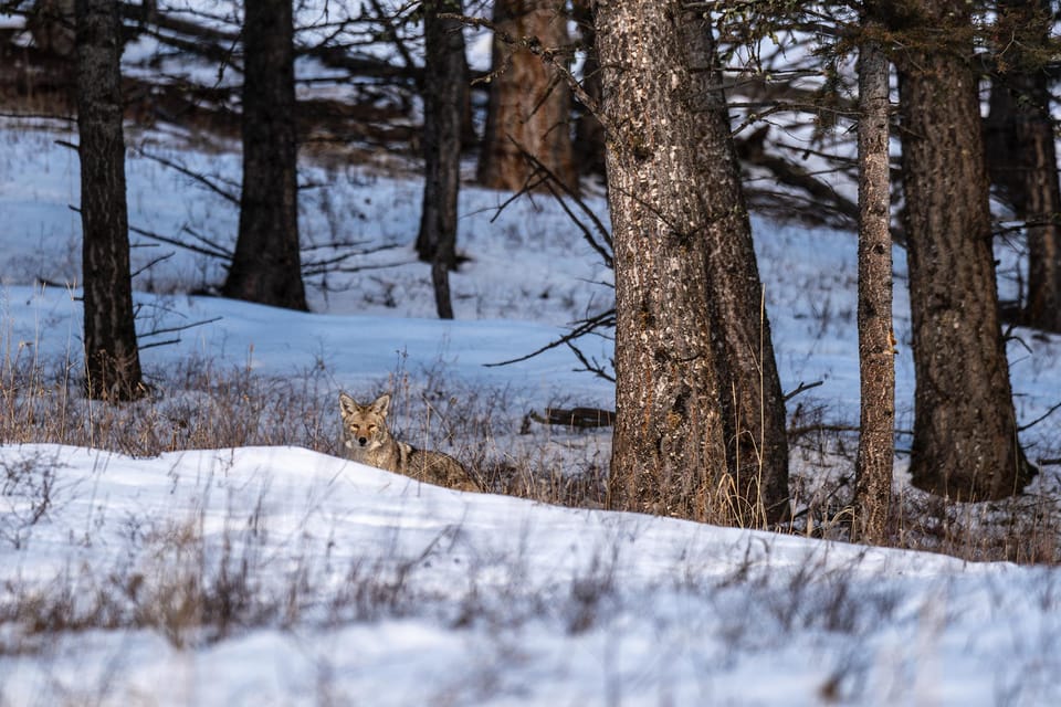 Yellowstone National Park: 3 Day Wildlife Photography Tour - Exploring Yellowstone in Winter: A Closer Look