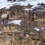 Yellowstone National Park: 3 Day Wildlife Photography Tour - What’s Included and What’s Not
