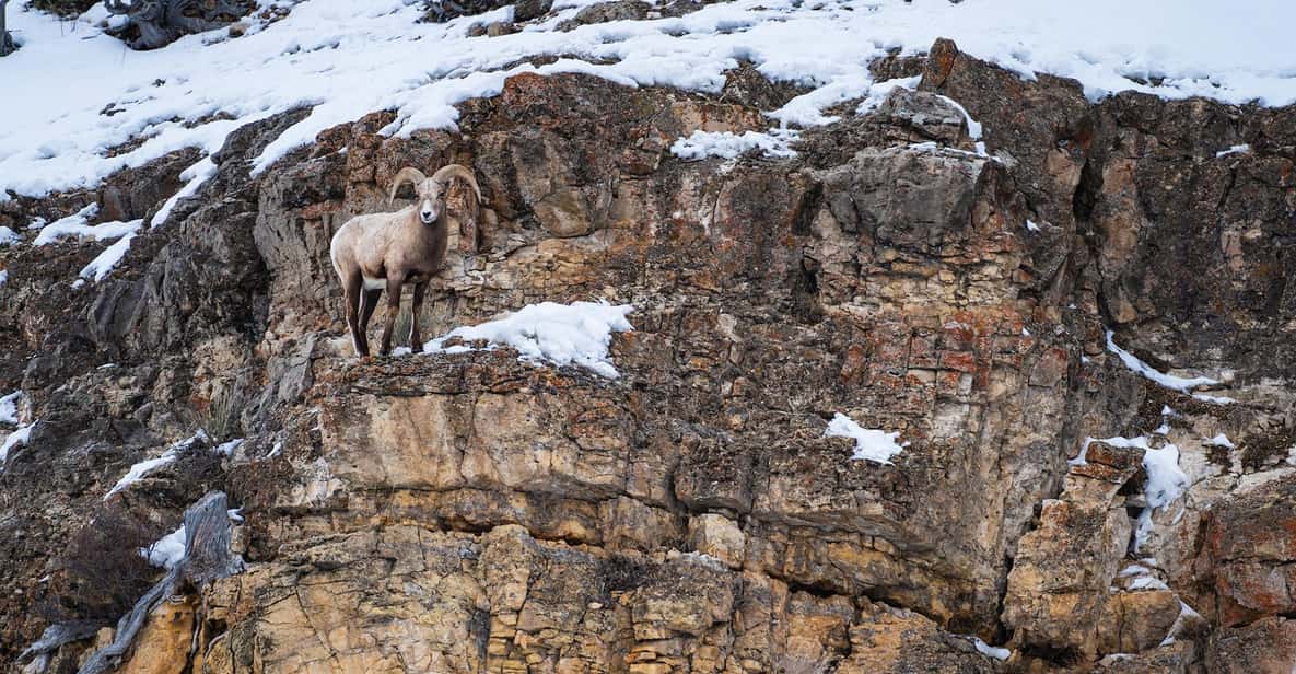 Yellowstone National Park: 3 Day Wildlife Photography Tour - What’s Included and What’s Not