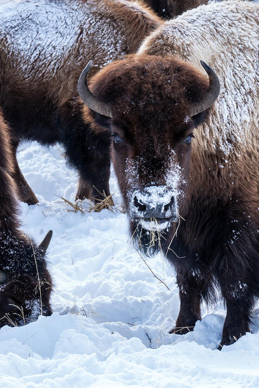 Yellowstone National Park: 3 Day Wildlife Photography Tour - How Good Is the Value?