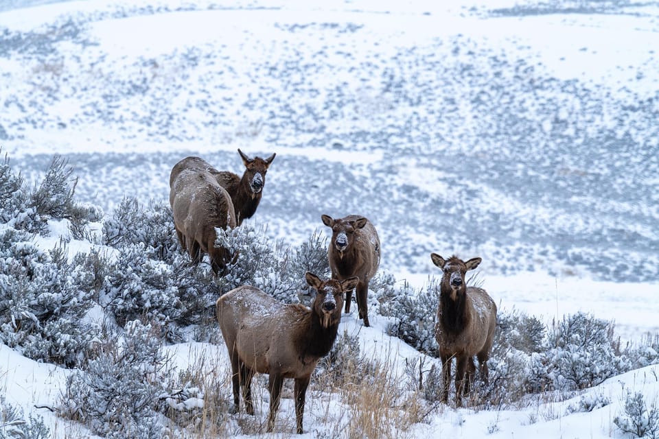 Yellowstone National Park: 3 Day Wildlife Photography Tour - Final Thoughts: Is This Tour Right for You?