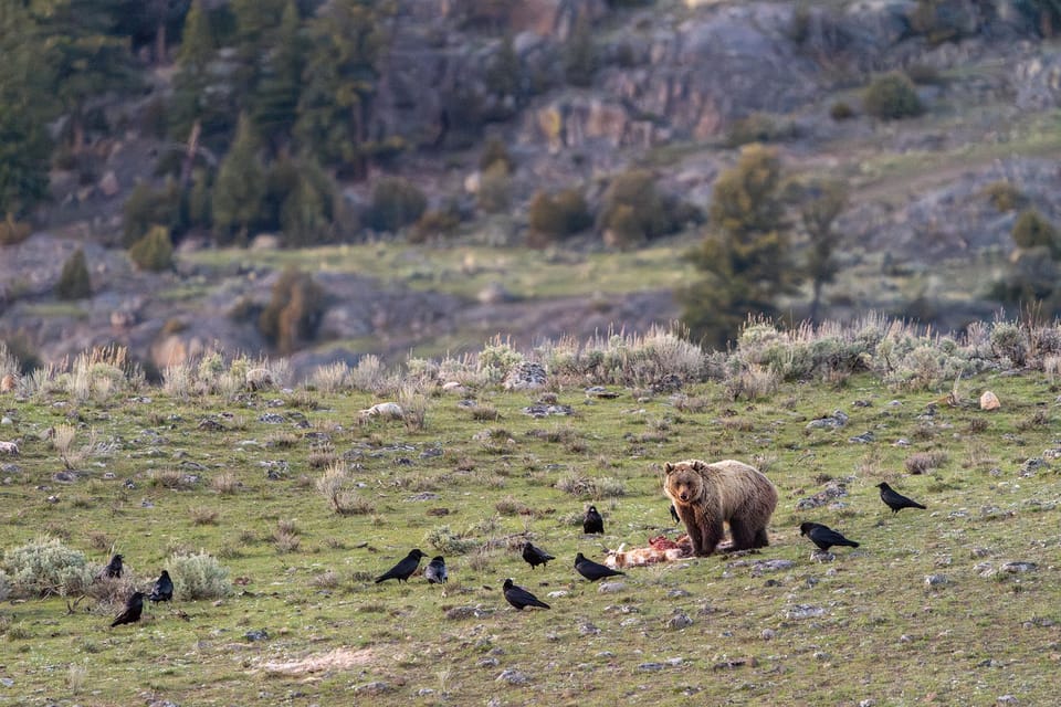 Yellowstone National Park: 3 Day Wildlife Photography Tour - FAQs