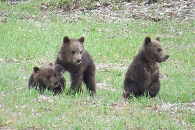 Yellowstone National Park - Full-Day Lower Loop Tour from West Yellowstone - The Experience on the Ground