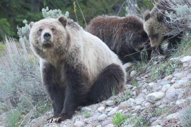 Yellowstone National Park - Full-Day Lower Loop Tour from West Yellowstone - The Value of the Tour