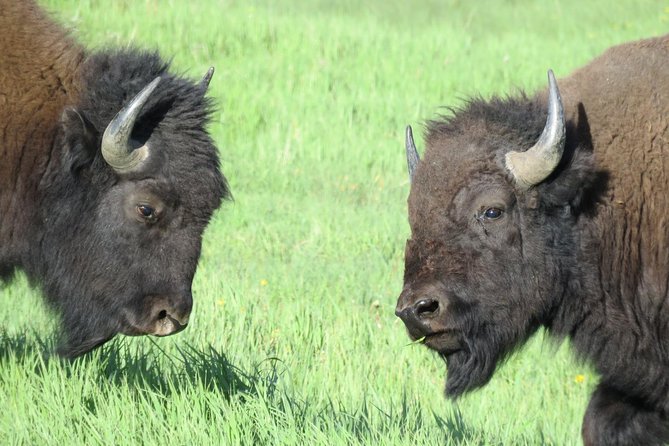Yellowstone National Park - Full-Day Lower Loop Tour from West Yellowstone - Who This Tour Is Best For