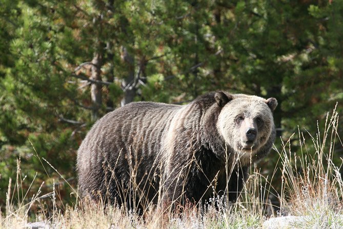 Yellowstone National Park - Full-Day Lower Loop Tour from West Yellowstone - Wrapping It Up