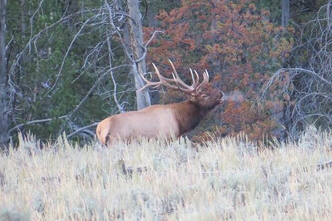 Yellowstone National Park - PRIVATE Full-Day Lower Loop Tour from Jackson Hole - Why Choose the Yellowstone Private Lower Loop Tour?