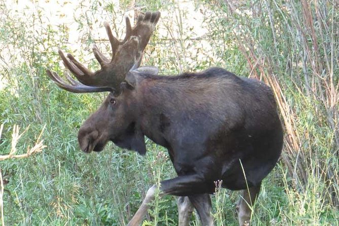 Yellowstone National Park - PRIVATE Full-Day Lower Loop Tour from Jackson Hole - Practicalities: What to Expect and Tips