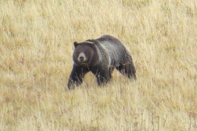 Yellowstone National Park - PRIVATE Full-Day Lower Loop Tour from Jackson Hole - Why This Tour Might Be Perfect for You